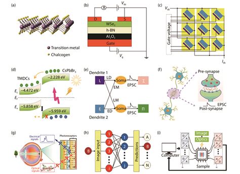 2D Transition Metal Dichalcogenides For Neuromorphic Vision System