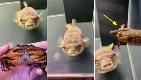 홀로 여유롭게 수족관에서 헤엄치고 있는 복어에게 꽃게 넣어줬더니 눈앞에서 벌어진 상황