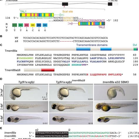 Mutation Of The Zebrafish Tmem88a Gene A Schematic Structure Of The Mutation Of The Zebrafish Tmem88a Gene A Schematic Structure Of The