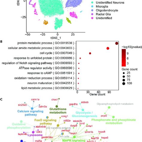 Whole Brain Single Cell Sequencing And Enrichment Analysis Of Degs In