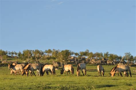 Н УРТНАСАН САЙД ХУСТАЙН БАЙГАЛИЙН ЦОГЦОЛБОР ГАЗАРТ АЖИЛЛАЛАА