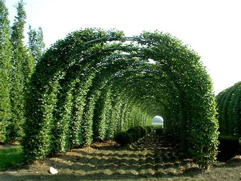 Trees Formed Arches Practicality Brown ESI External Works