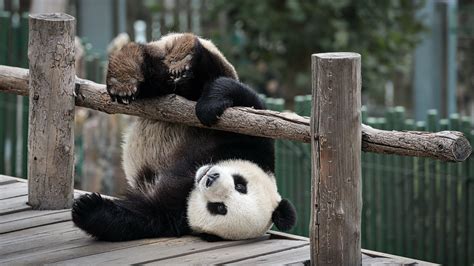 Download Playing Cute Animal Panda Hd Wallpaper