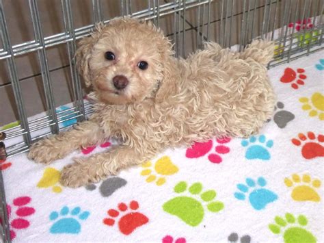 Abby Female Cockapoo 1st Gen Born 10232024 Buy Paw Palace Puppies
