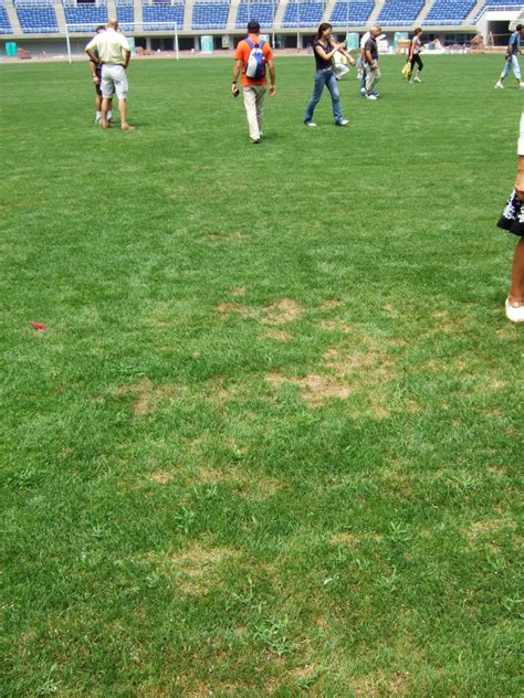 Black Medic Broadleaf Weeds Weeds Problem Solver Turf Info Kansas State University