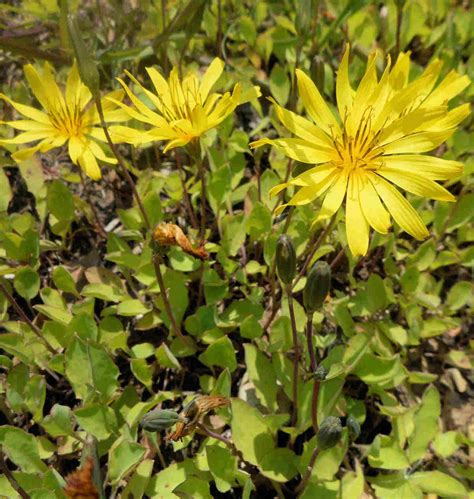 四季の里地里山植物 オオジシバリ