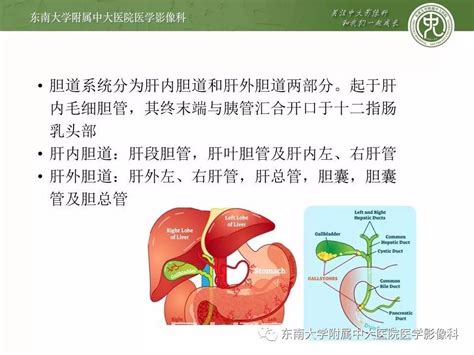 Ptcd示意图 千图网