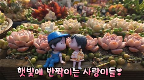 햇빛에 반짝이는 사랑이들 ️핑크베리 백장미 바람이 눈맞춤합니다 Youtube