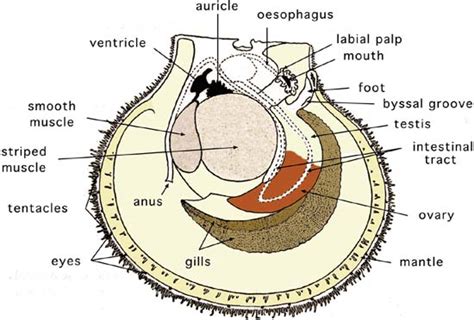 The Hatchery Culture Of Bivalves A Practical Manual The Hatchery Culture Of Bivalves A Practical Manual