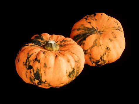 Scan Munchkin Pumpkin 01