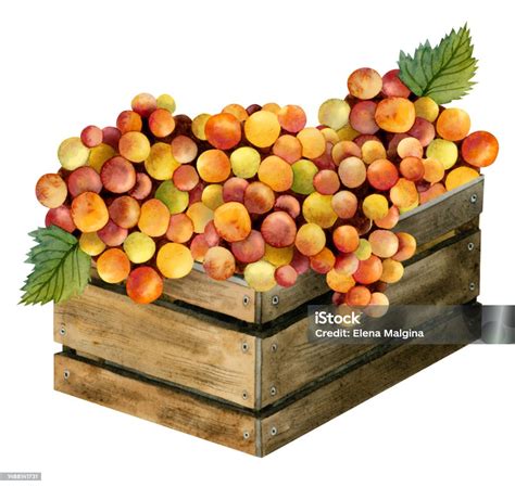 수채화 옐로우 레드 오렌지 포도는 흰색으로 분리된 소박한 나무 상자 그림에서 수확합니다 이탈리아 또는 이스라엘 포도 재배 작곡 디자인 와인 클립 아트를위한 프랑스 포도 가을