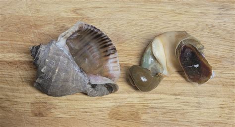 소라 삶기와 삶은 소라 손질법