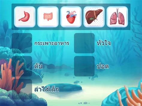 อวัยวะภายในร่างกาย Match Up