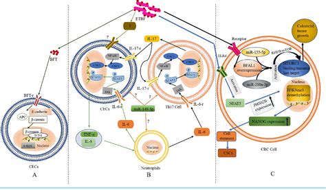 Figure 1 From Three Specific Gut Bacteria In The Occurrence And Development Of Colorectal Cancer