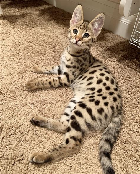 F1 Savannah Cats For Sale F1 And F2 Savannah Kitten Breeder California