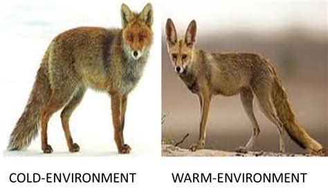 Important Ecological Rules For Csir Part I