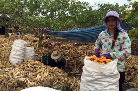 ខេមបូចា ព័ត៌មាន