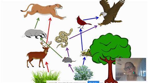 Food Chains Food Webs Cie Igcse Biology Revision Notes 2023 53 Off