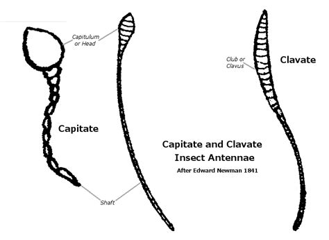 Newman Wikimedia Commons Antenna Trek Anatomy Insects Artistic