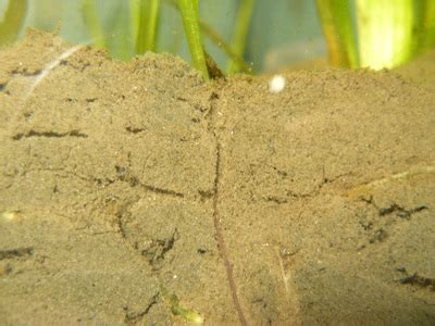 Site 2 Aquatic Ecology Lab
