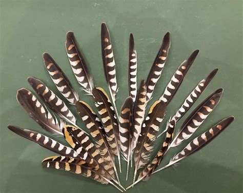Real Feathers Of Falcon One Feather Large And Medium Size Natural