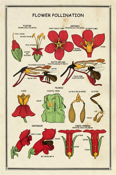 School Chart Flower Pollination Interior Elements