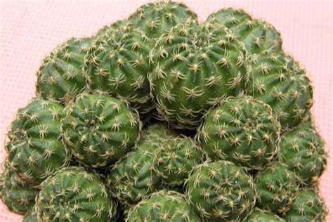 仙人球怎么繁殖小球 发财农业网