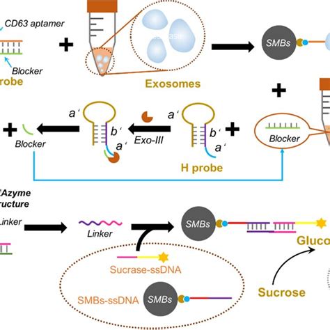 Feasibility Of The Proposed Method For Exosomes Detection A Download Scientific Diagram