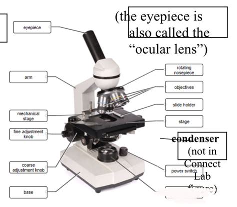 1st Lab Practical Flashcards Quizlet