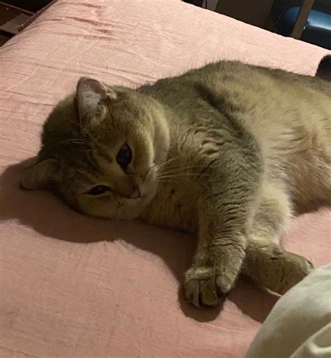 田园猫丢了怎么找？ 专业找猫团队丢猫寻猫启事 知乎