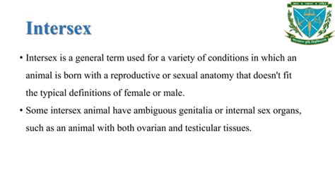 Intersex Anomalies In Cat Ppt