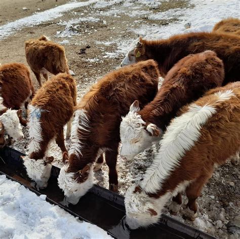 Герефорд Улаан халзан үхрийн фермер Орхон аймгийн Жаргалант суманд