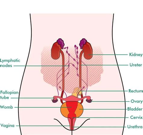 Ovaries Diagram