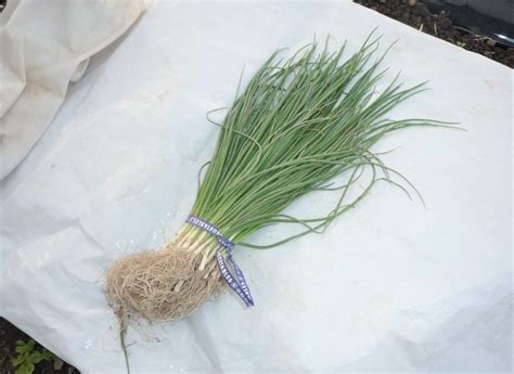 今年最後の玉ねぎ苗を植え付け 工作工房製作奮闘記