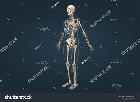 Human Skeleton Internal Skeleton That Serves Stock Illustration