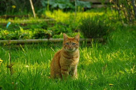 猫 红猫 猫科动物高清图库素材免费下载 图片编号 7319511 六图网