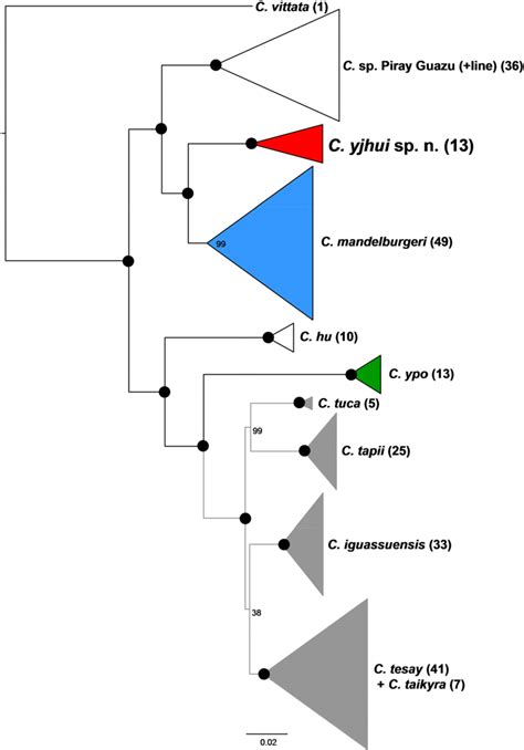 Snp Based Ddrad Maximum Likelihood Ml Phylogeny Of The C