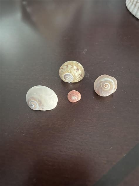 Need Help Identifying A Shell R Shells