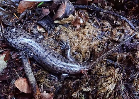 Download Pacific Giant Salamanderin Natural Habitat  Wallpaper