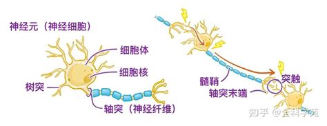 人体解剖学基础——中枢神经和周围神经 知乎