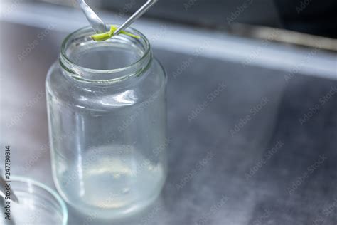 Plant Tissue Culture Techniques In Laboratory Stock Photo Adobe Stock