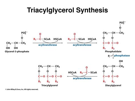Ppt Lecture Notes For Chapter 17 Lipid Metabolism Powerpoint