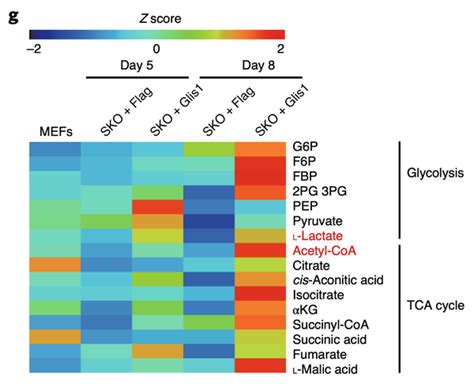科研加料 一文测试乳酸化修饰研究运势 知乎