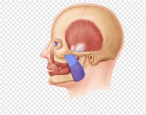 Buccinator And Masseter