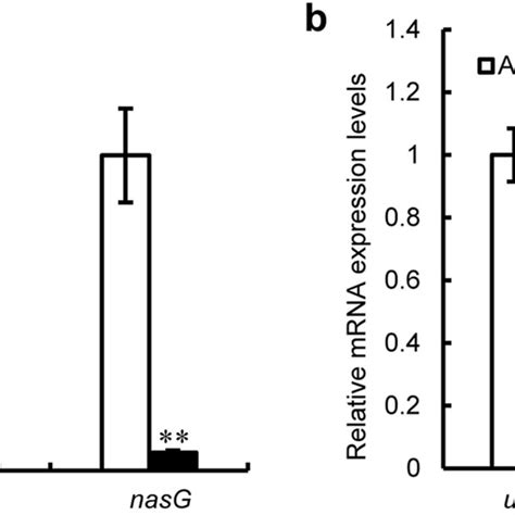 Effect Of Ntrc Deletion On The Expression Of Nitrate Download Scientific Diagram