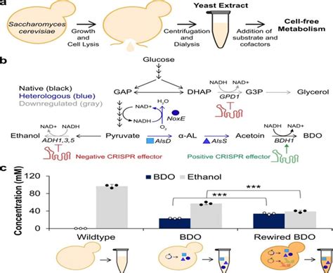 欣贝莱生物 酵母无细胞体系的调整框架 知乎