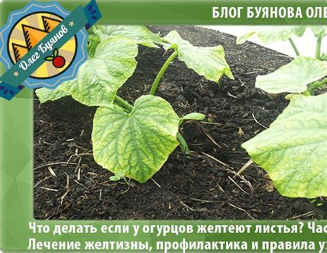 Листья огурцов желтеют по краям: почему и что делать, чем брызгать с фото