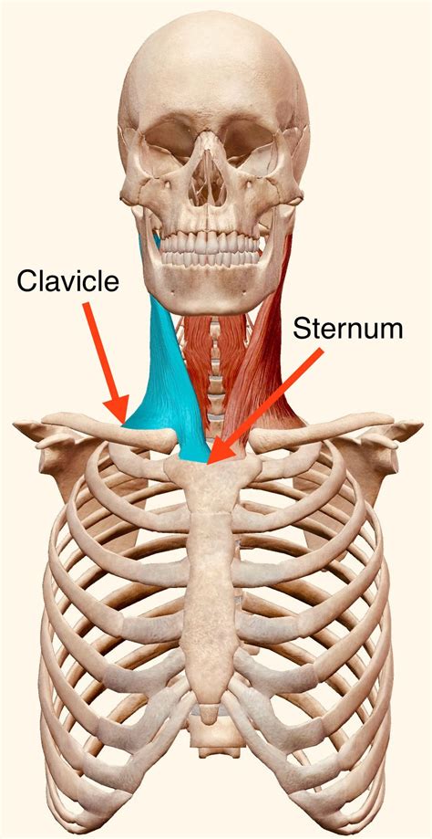 Unveiling The Secrets Of The Sternocleidomastoid Scm Muscle