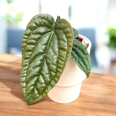 Anthurium Luxurians × Radicans Frunzis Texturat Efect „quilted” Spe