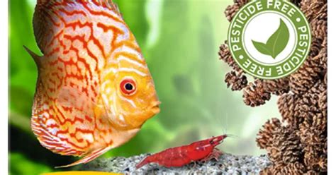 Sera Alder Cones шишарки от елша 50 броя